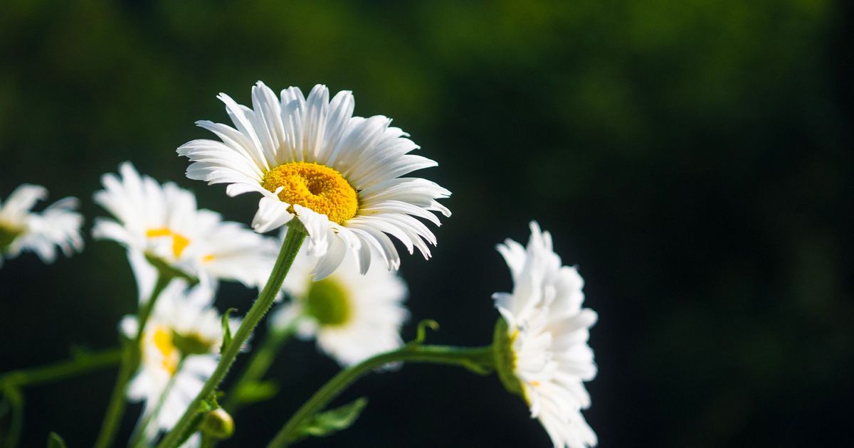 Ready for the rotation: Cyclicals in the new economic cycle